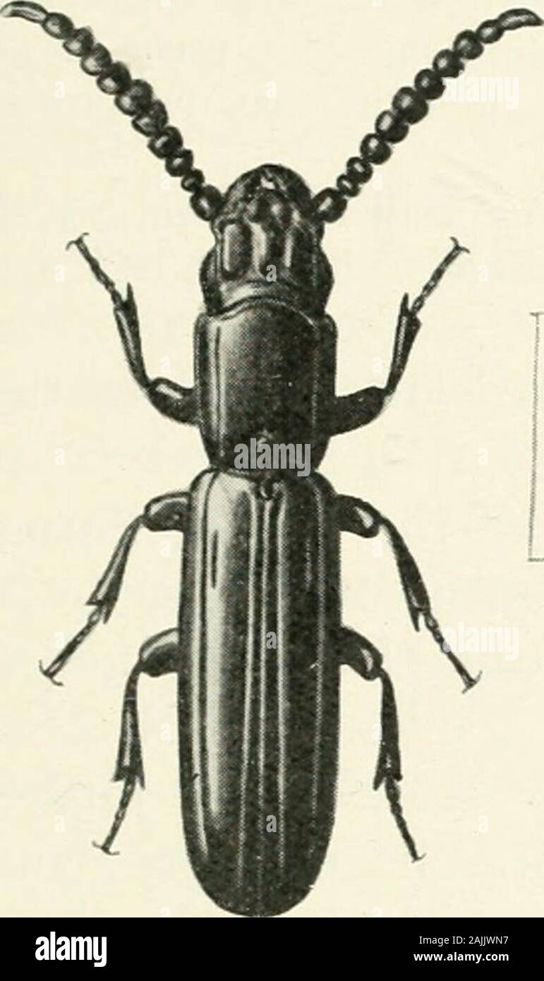 Beetle species in india hi-res stock photography and images - Alamy