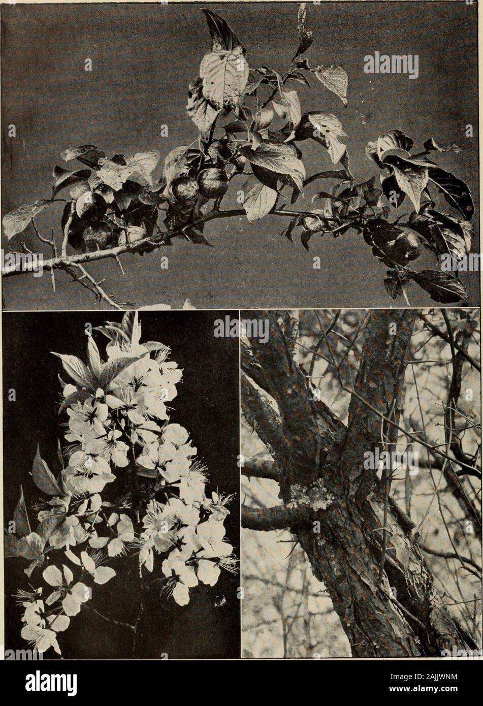 Toothed oval pointed leaves hi-res stock photography and images - Alamy