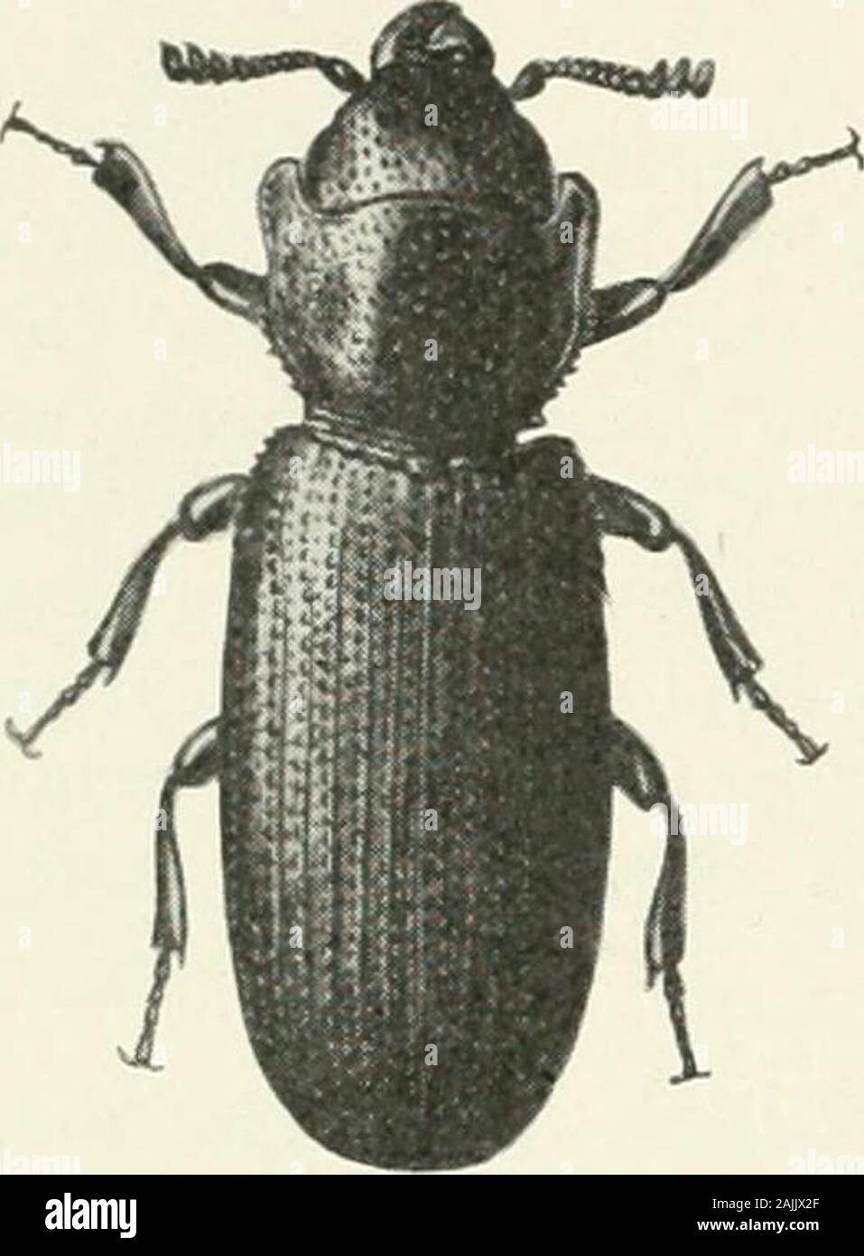 Insects in punjab hi-res stock photography and images - Alamy