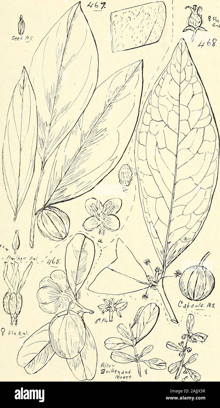 Omphalea hi-res stock photography and images - Alamy