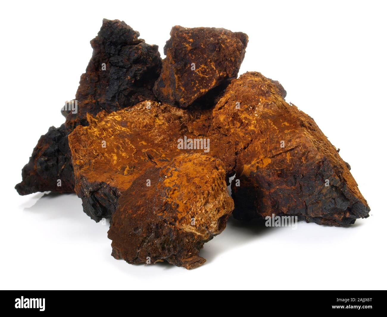 Chaga on white birch tree Cut Out Stock Images & Pictures - Alamy