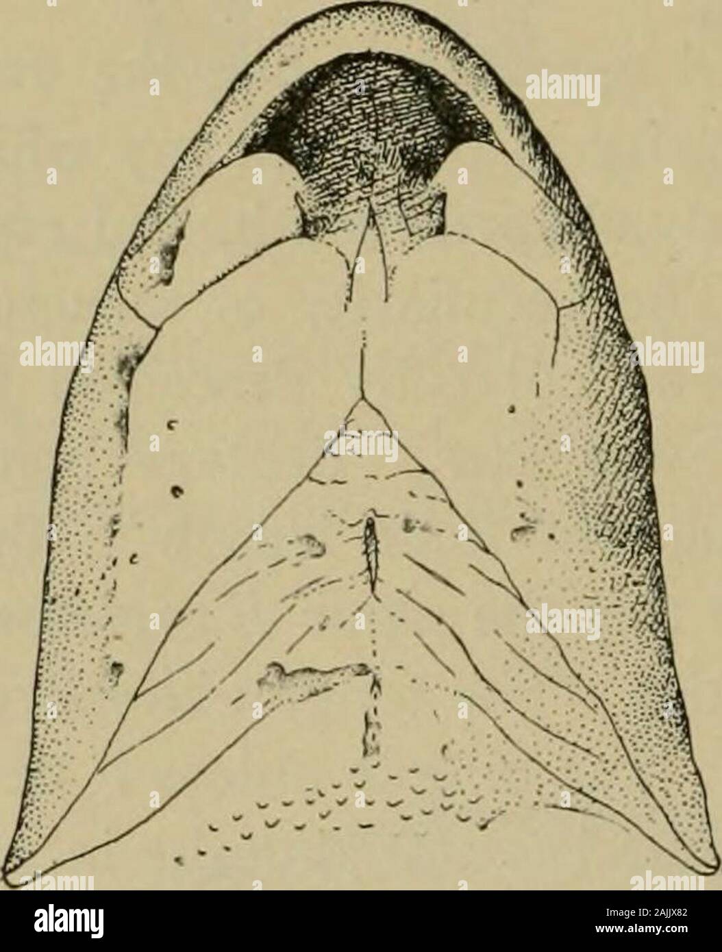 Branchiostegal rays hi-res stock photography and images - Alamy