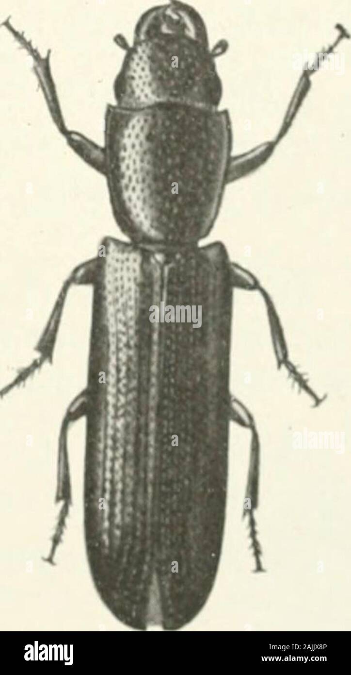 Black beetle prominently hi-res stock photography and images - Alamy