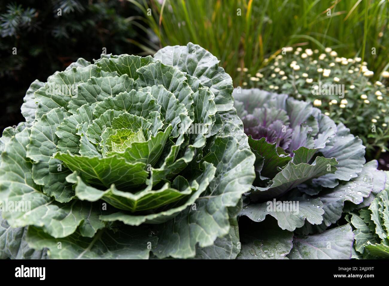 Wallpaper cabbage hi-res stock photography and images - Alamy