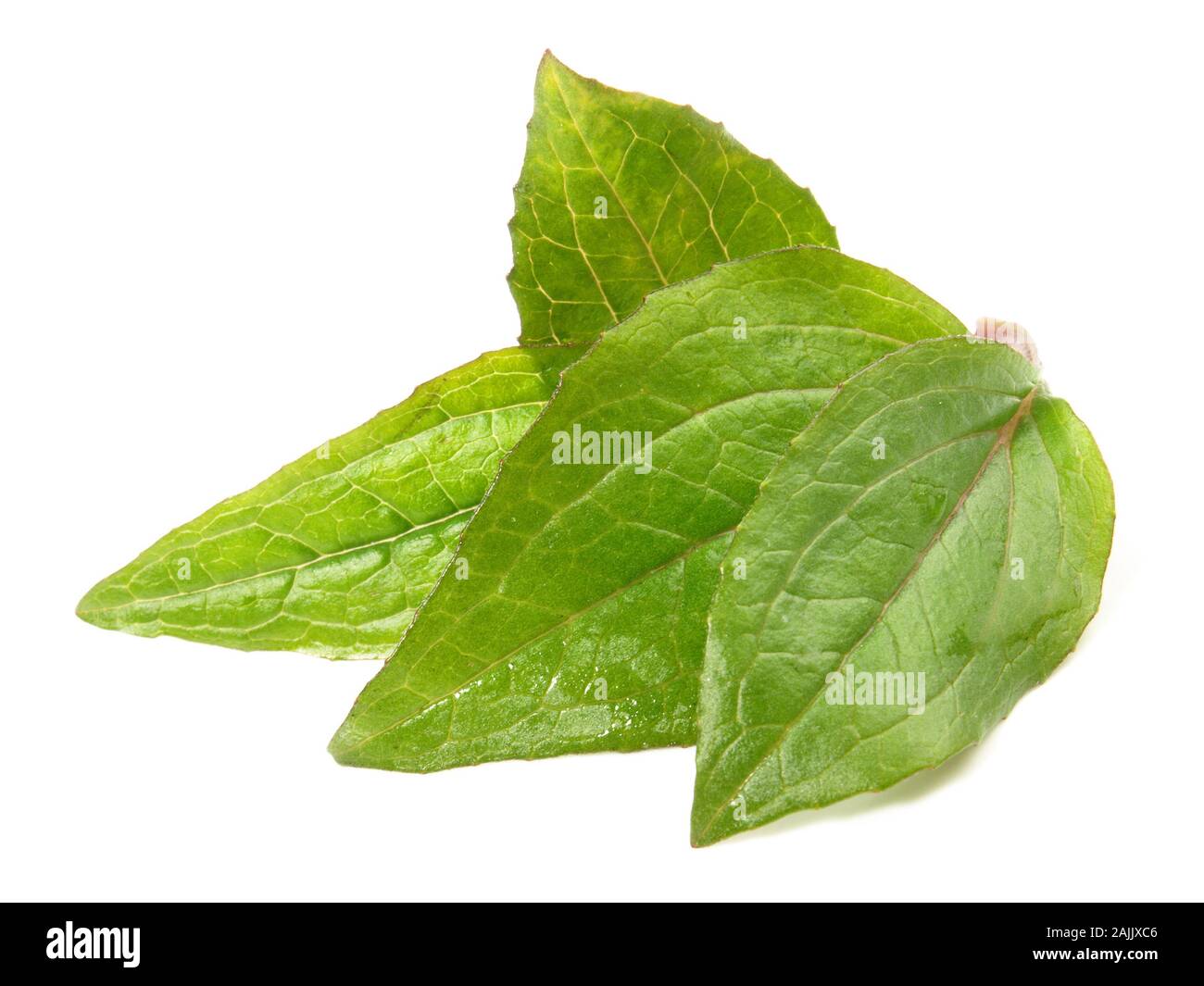 Echinachea Leaves on white Background Stock Photo - Alamy