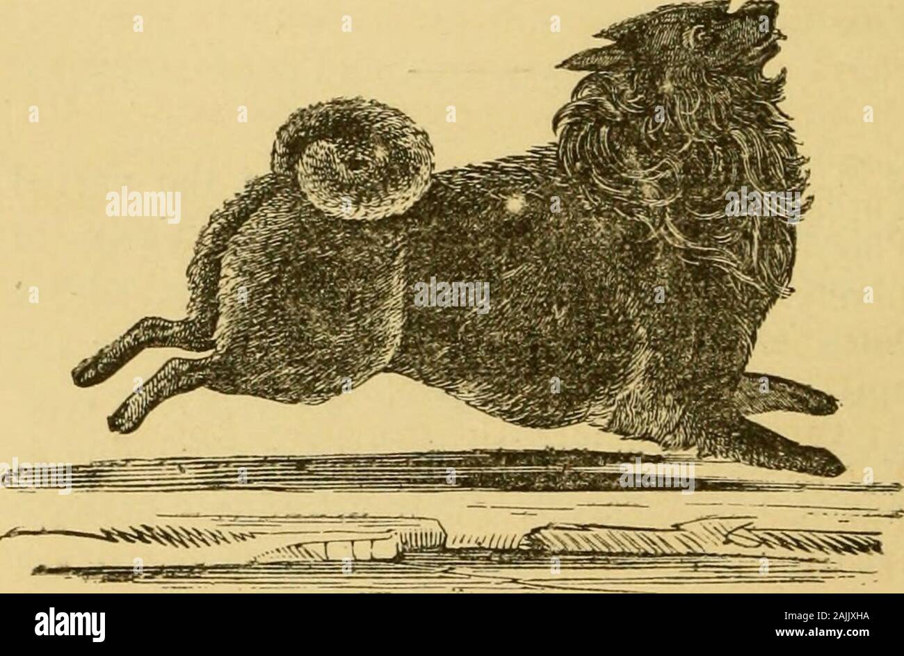 What Are The Symptoms Of C Diff In Dogs