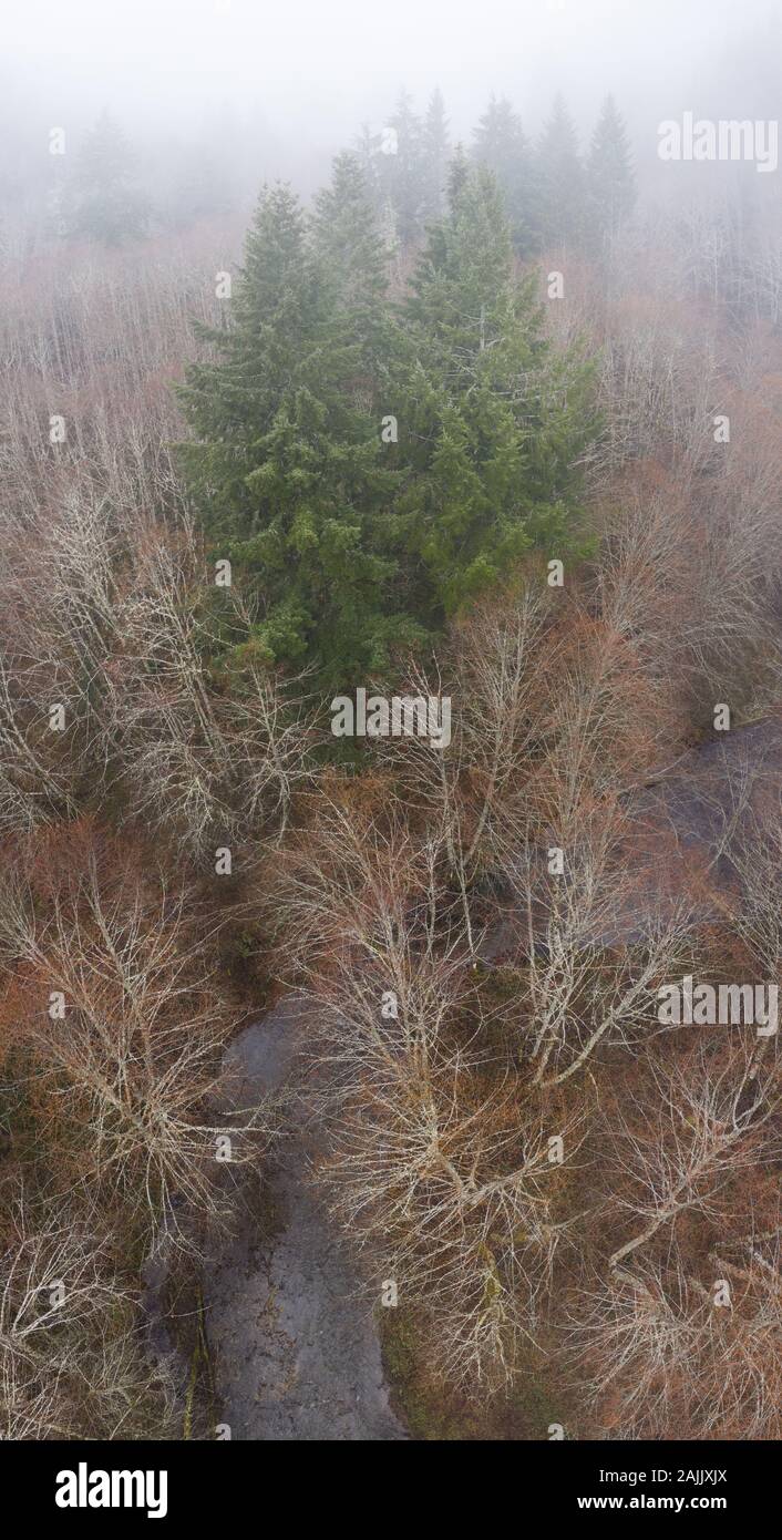 Winter fog seeps through a forest in Oregon. This beautiful state on ...