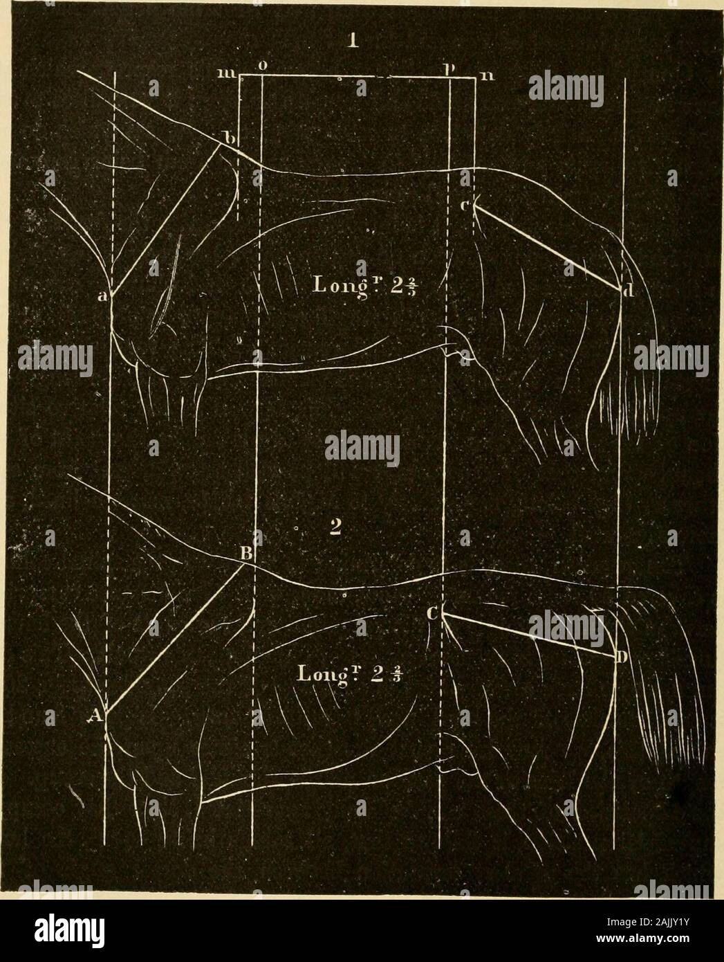 The exterior of the horse . er upon the excessivelength of the loins or ...
