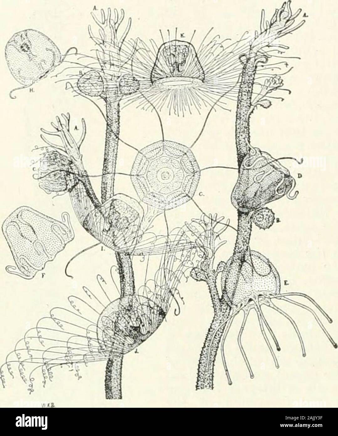 Turritopsis polyp hi-res stock photography and images - Alamy