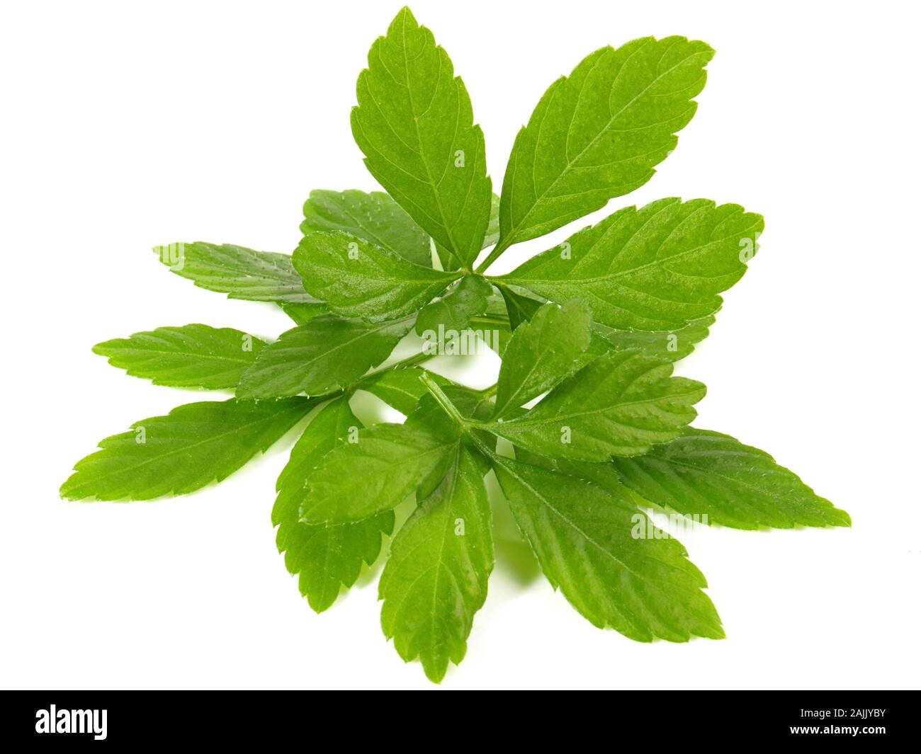 Fruit gynostemma pentaphyllum hi-res stock photography and images - Alamy