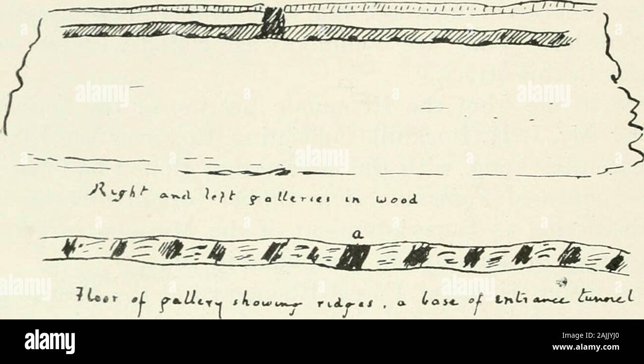 Acacia beetle hi-res stock photography and images - Alamy