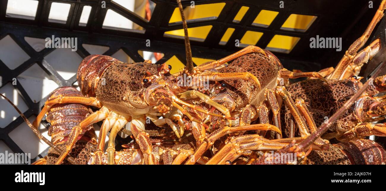 Rooiels, Western Cape, South Africa. December 2019, The opening of the ...