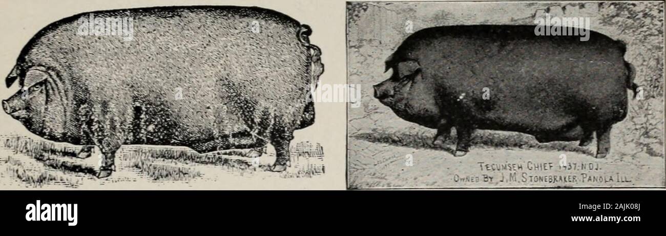 Native pig breed hi-res stock photography and images - Alamy
