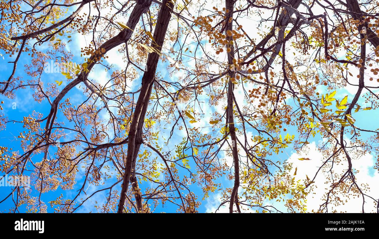 Looking up through trees hi-res stock photography and images - Alamy