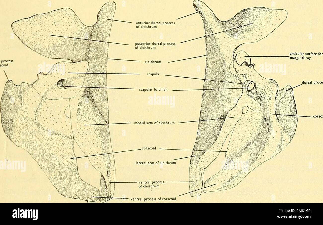 Scapular coracoid process hi-res stock photography and images - Alamy