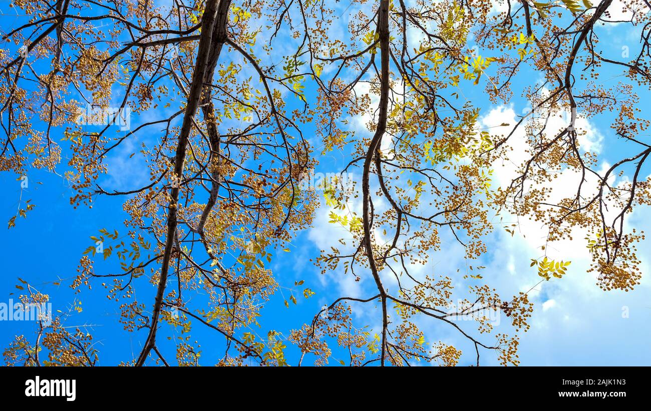 Looking up through trees hi-res stock photography and images - Alamy