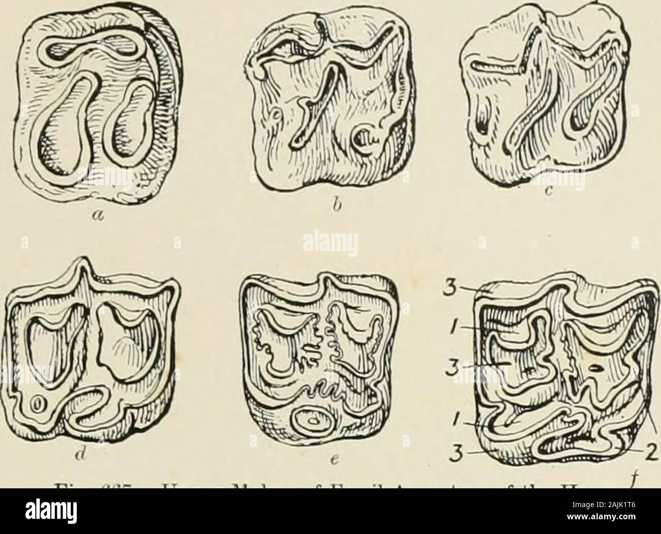The horse, its treatment in health and disease with a complete guide to ...