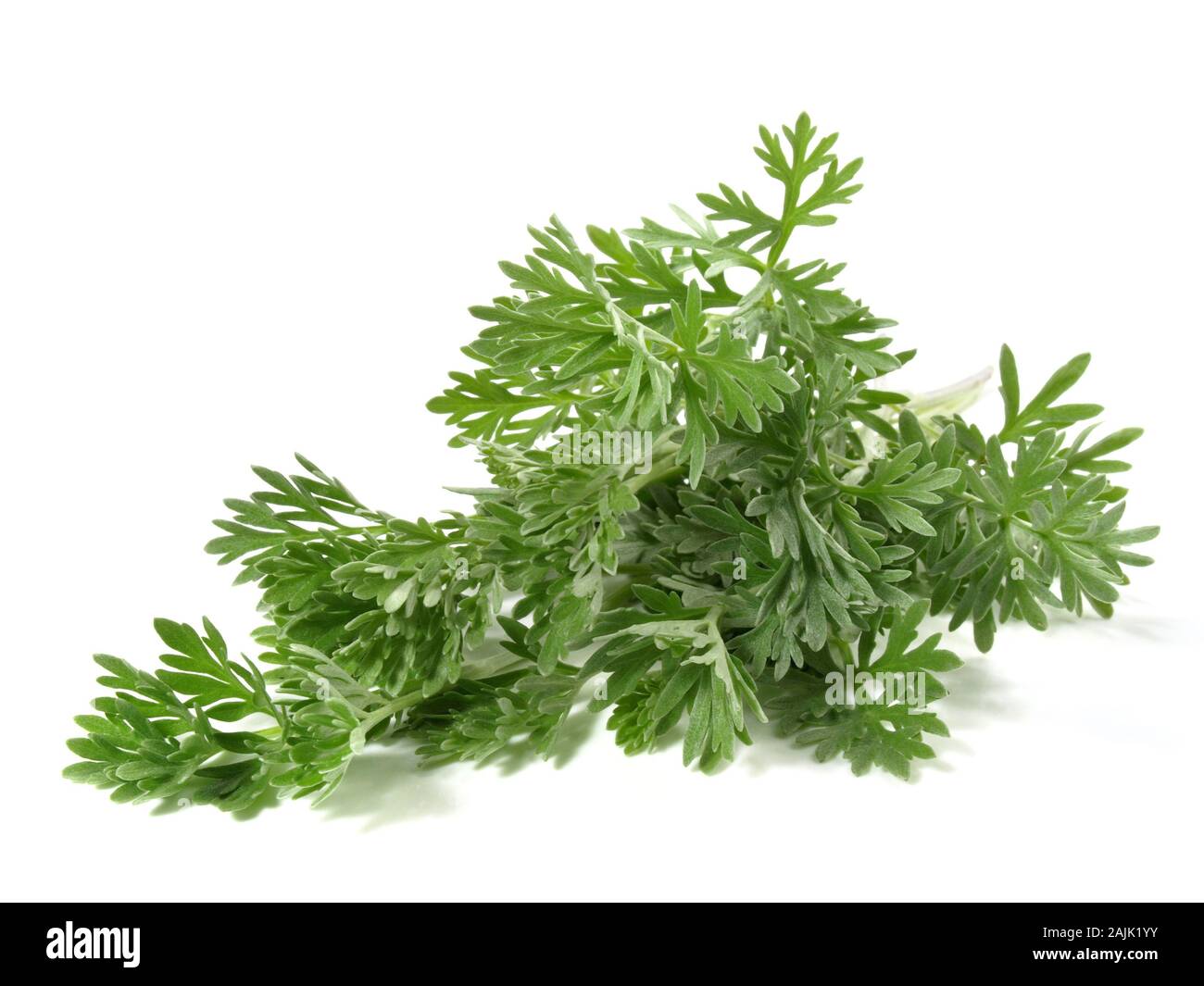 Wormwood plant hi-res stock photography and images - Alamy