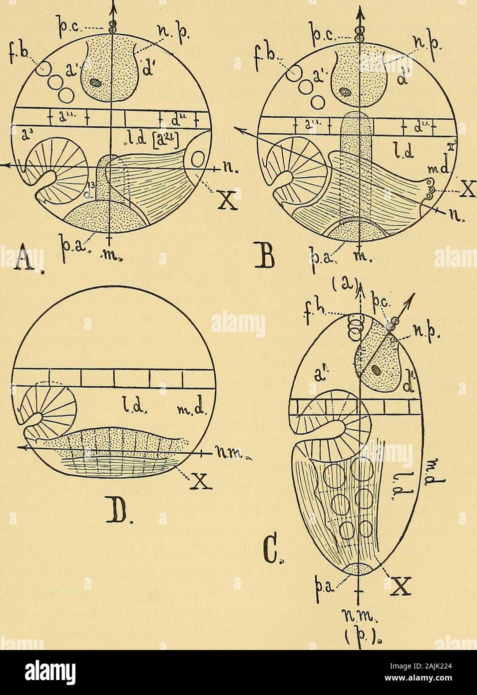 Pig larva hi-res stock photography and images - Alamy