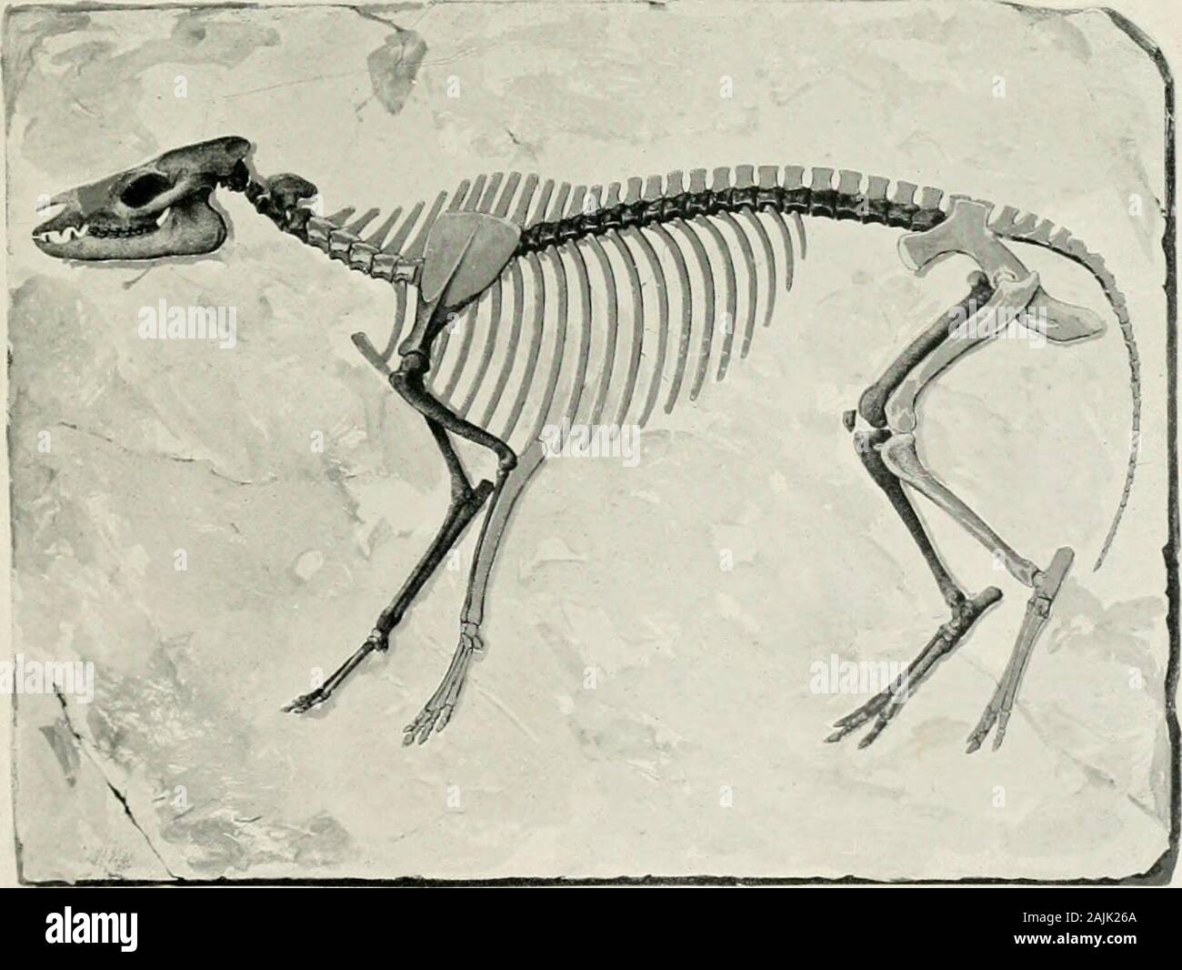 Hyracotherium Fossil