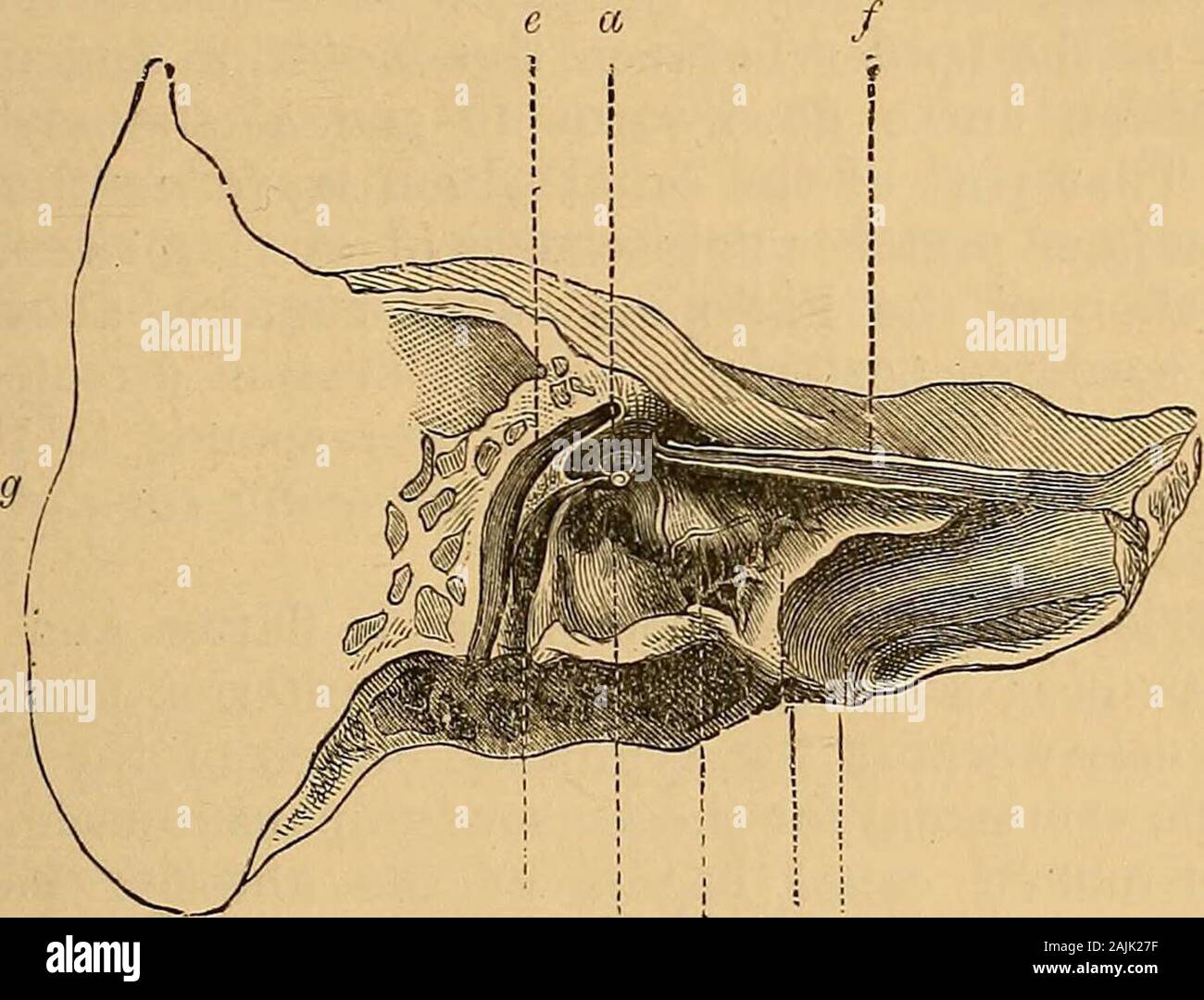 Fenestra Vestibuli High Resolution Stock Photography and Images - Alamy