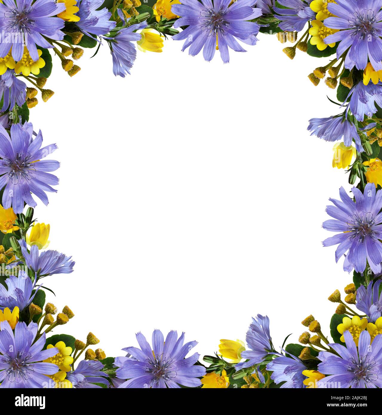 Wild flowers frame isolated on white. Flat lay. Top view Stock Photo ...