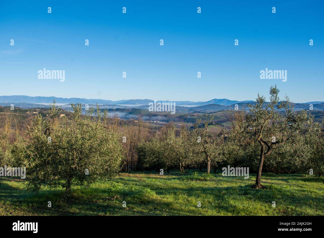 Autumn Olive trees Stock Photo - Alamy