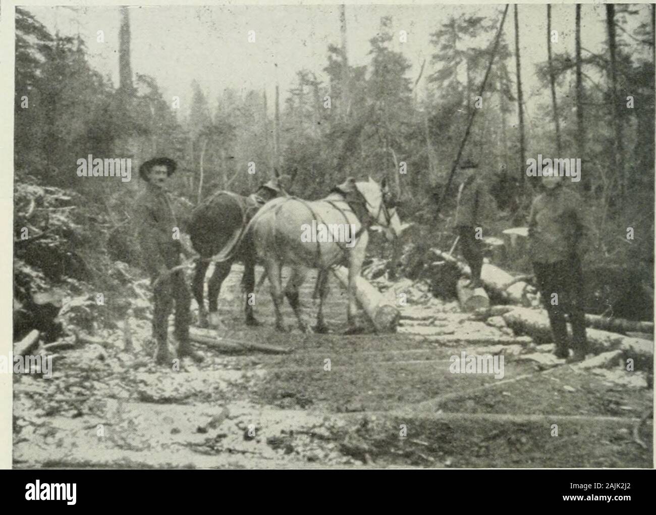 Arkansas loblolly pine hi-res stock photography and images - Alamy