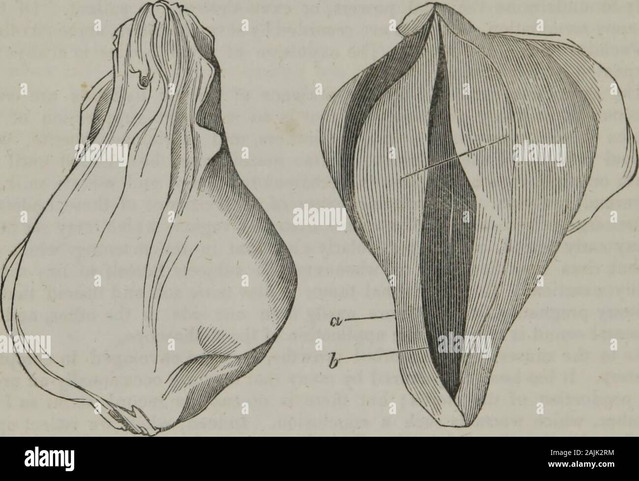 Moles anatomy hi-res stock photography and images - Alamy