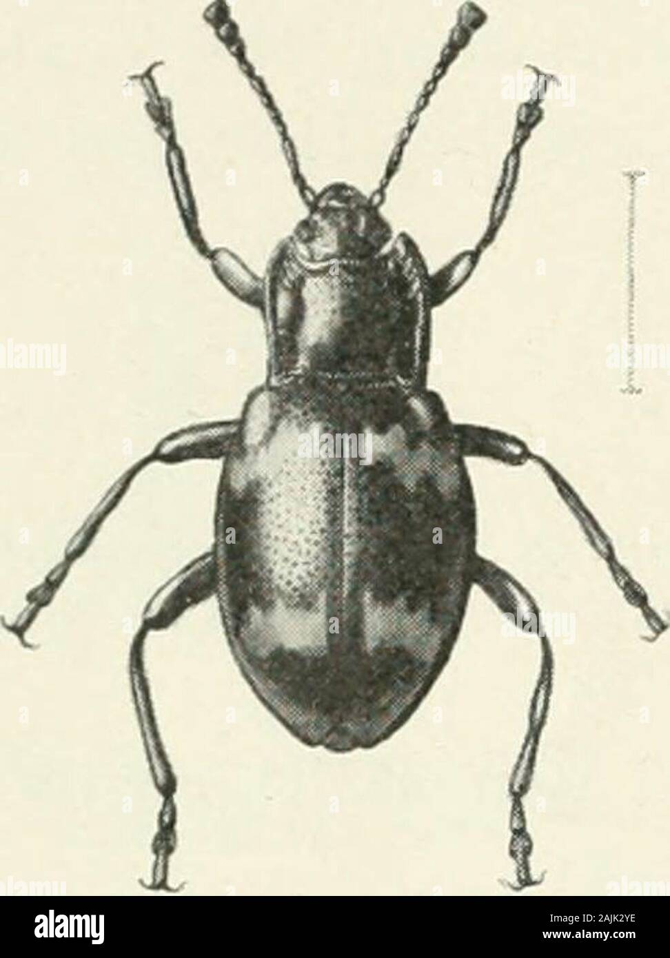 Indian forest insects of economic importance Coleoptera . ratus, Gorh ...