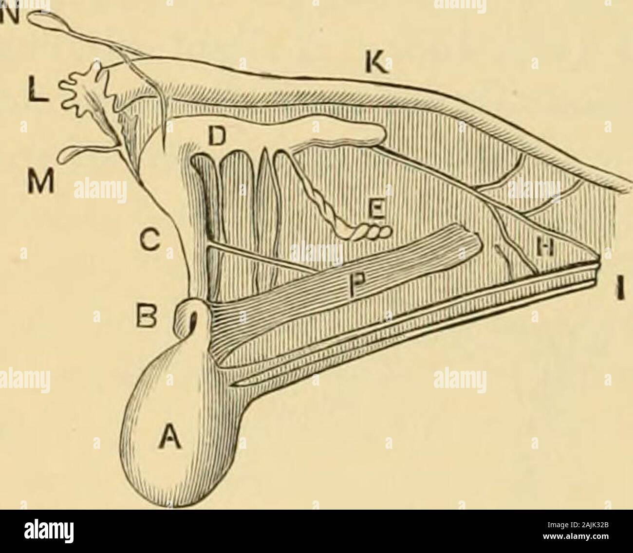 Testis with the epididymis hi-res stock photography and images - Alamy
