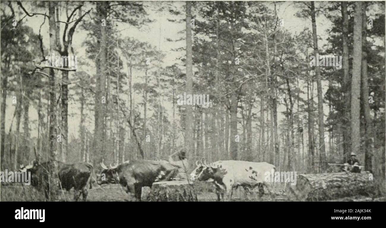 Loblolly railroad hi-res stock photography and images - Alamy