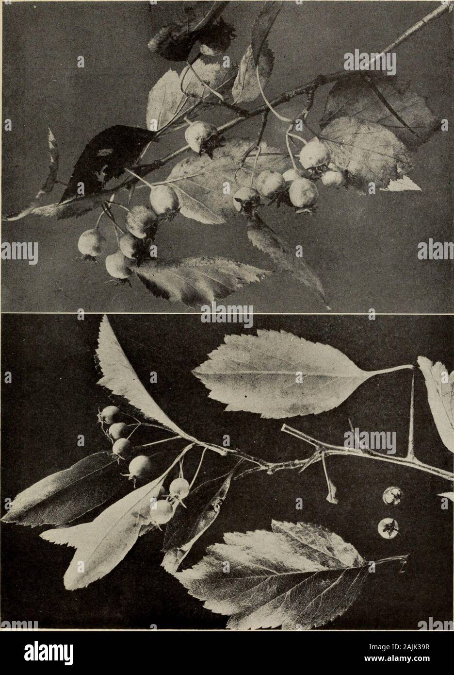 Scarlet fluted hi-res stock photography and images - Alamy