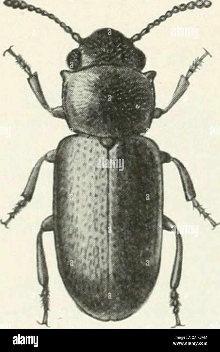Clubbed beetle hi-res stock photography and images - Alamy