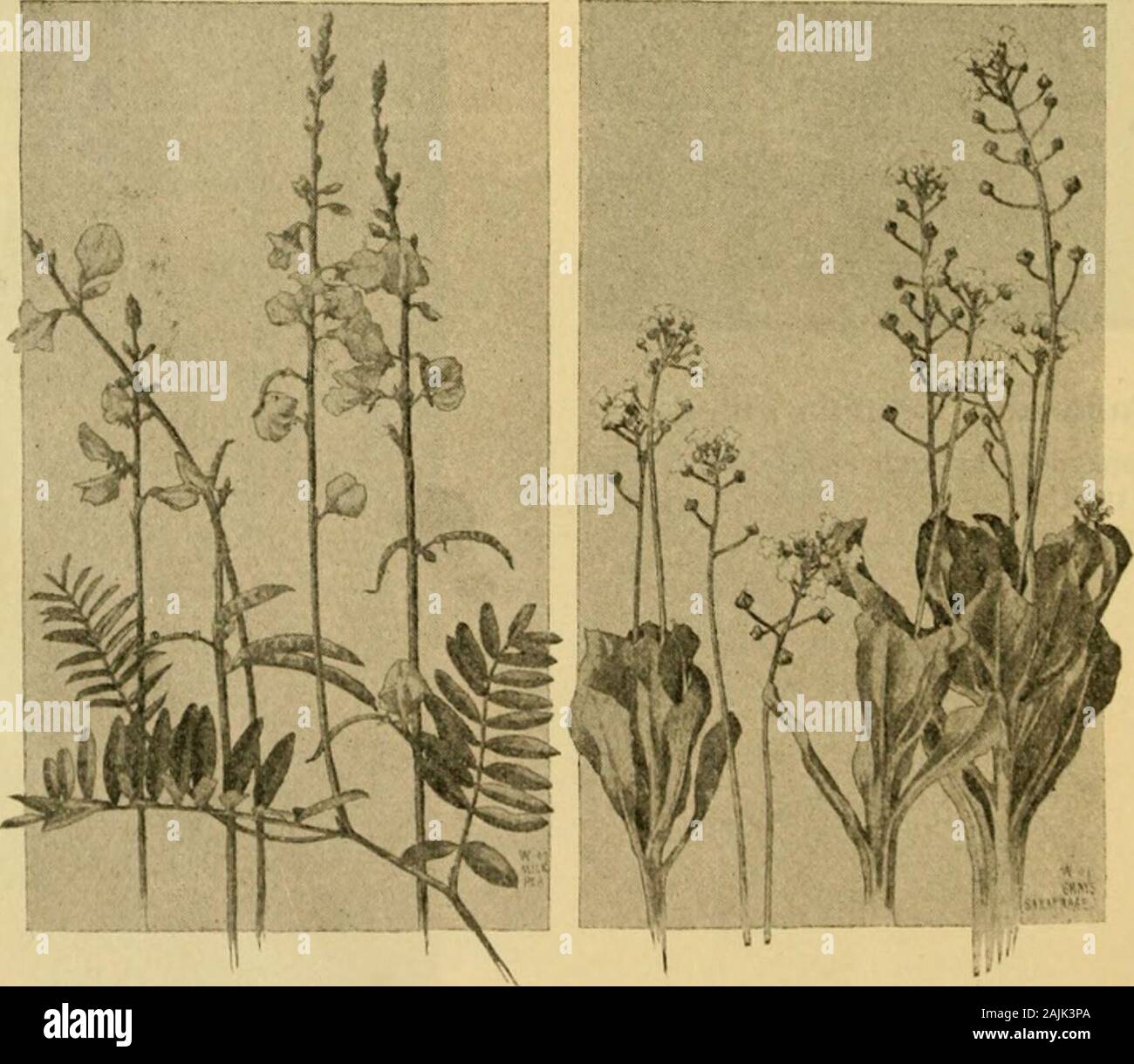 Catalog E. . Hydrangea, Maud M. Mason Color Supplement, Keramic Studio ...