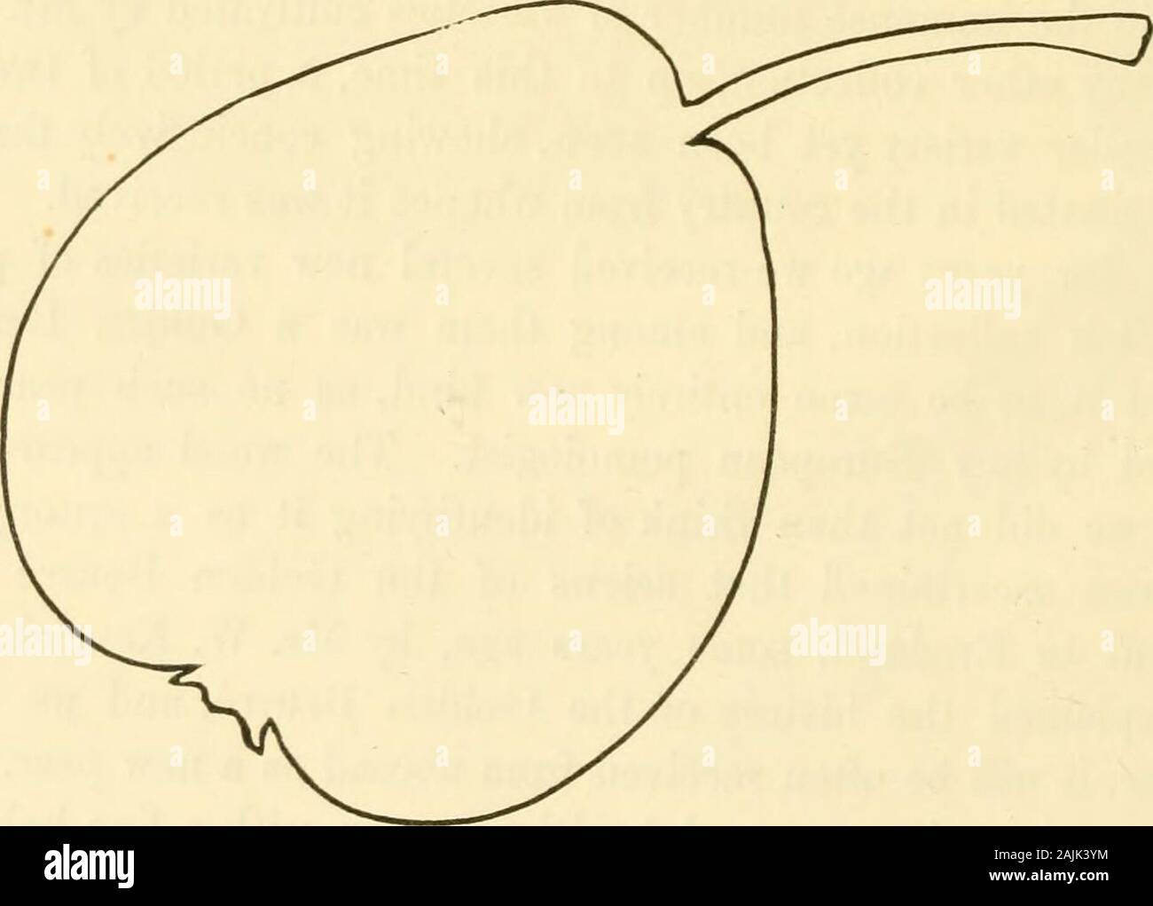 Two oval petals hi-res stock photography and images - Alamy