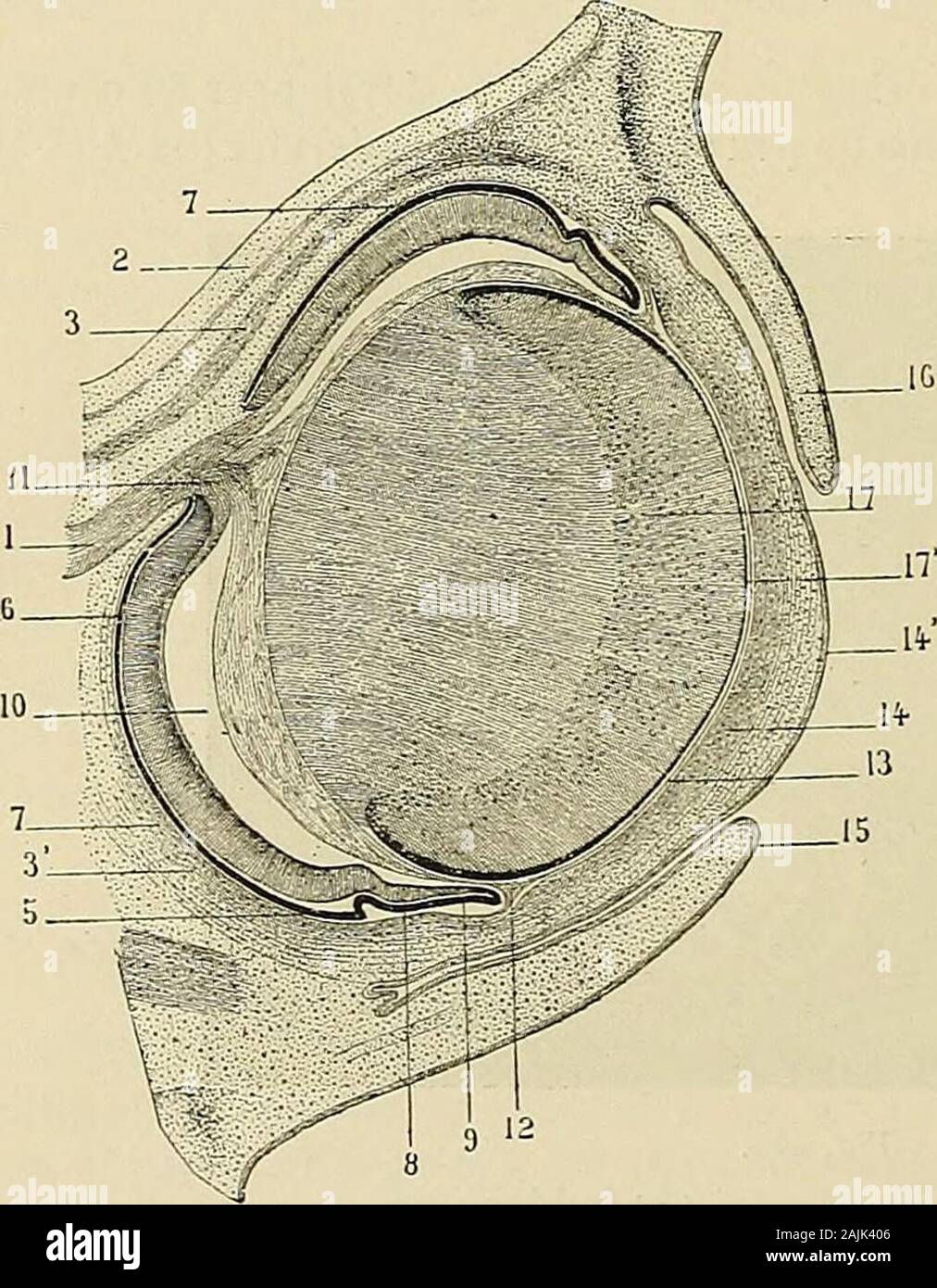 Traité d'anatomie humaine : anatomie descriptive, histologie ...