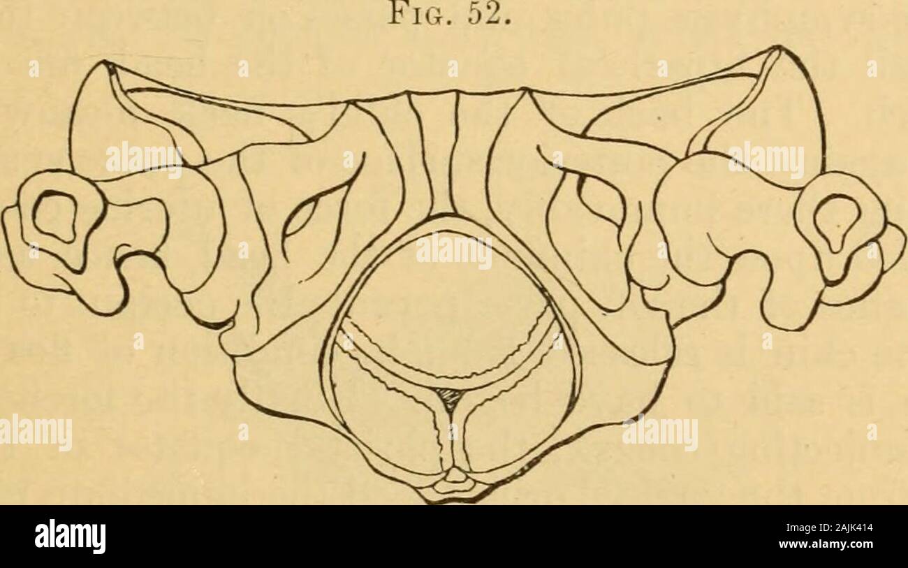 A manual of practical obstetrics . down (the occiput still towardthe ...