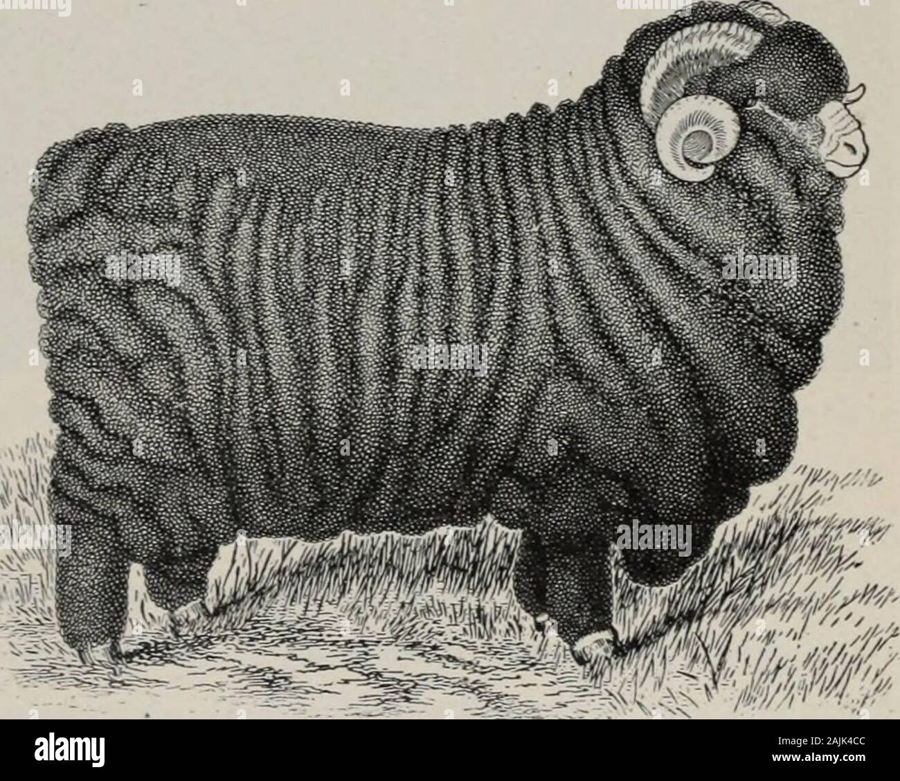 Rambouillet sheep hi-res stock photography and images - Alamy