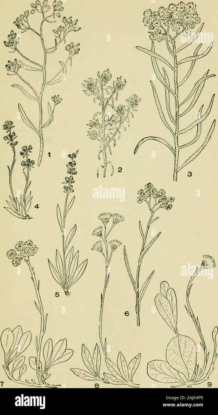 Groundsel bush hi-res stock photography and images - Alamy