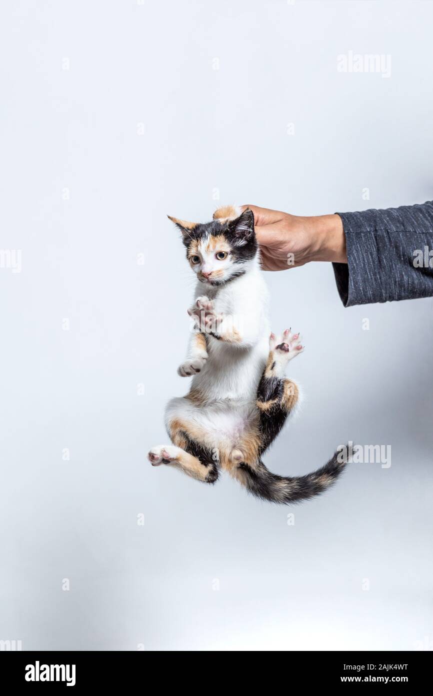 A Mans Hand Is Holding A Kitten By The Withers Hand Holding A Kitten