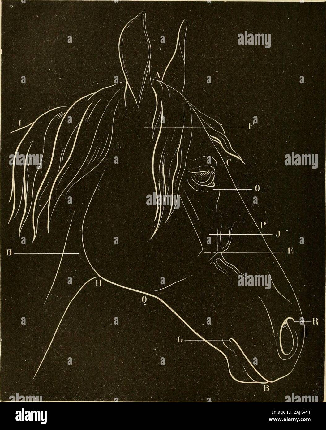 The exterior of the horse . nd of the lips to the maxillary spine is ...