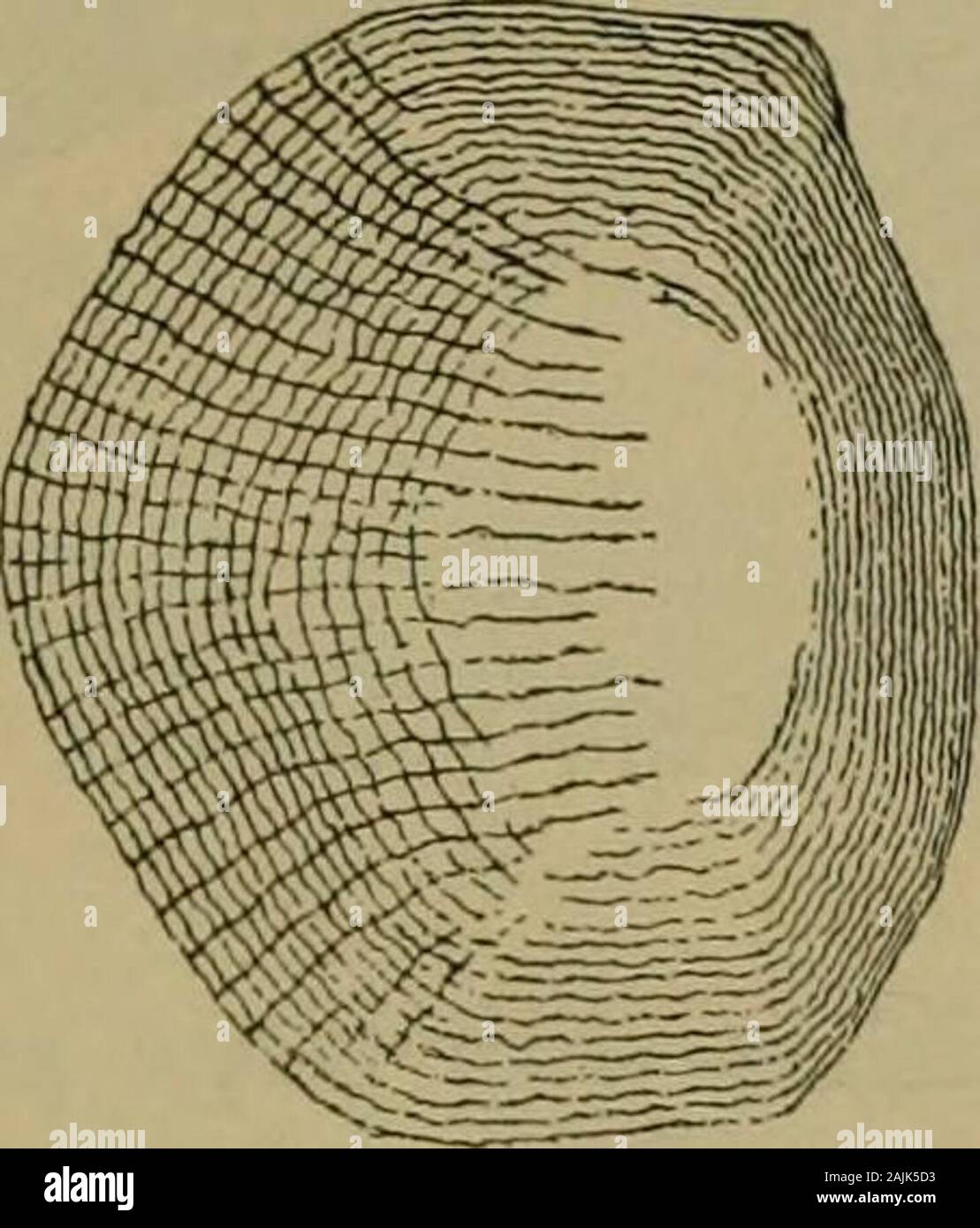 Smithsonian miscellaneous collections . Fig. 39.—Notropis cornutus ...