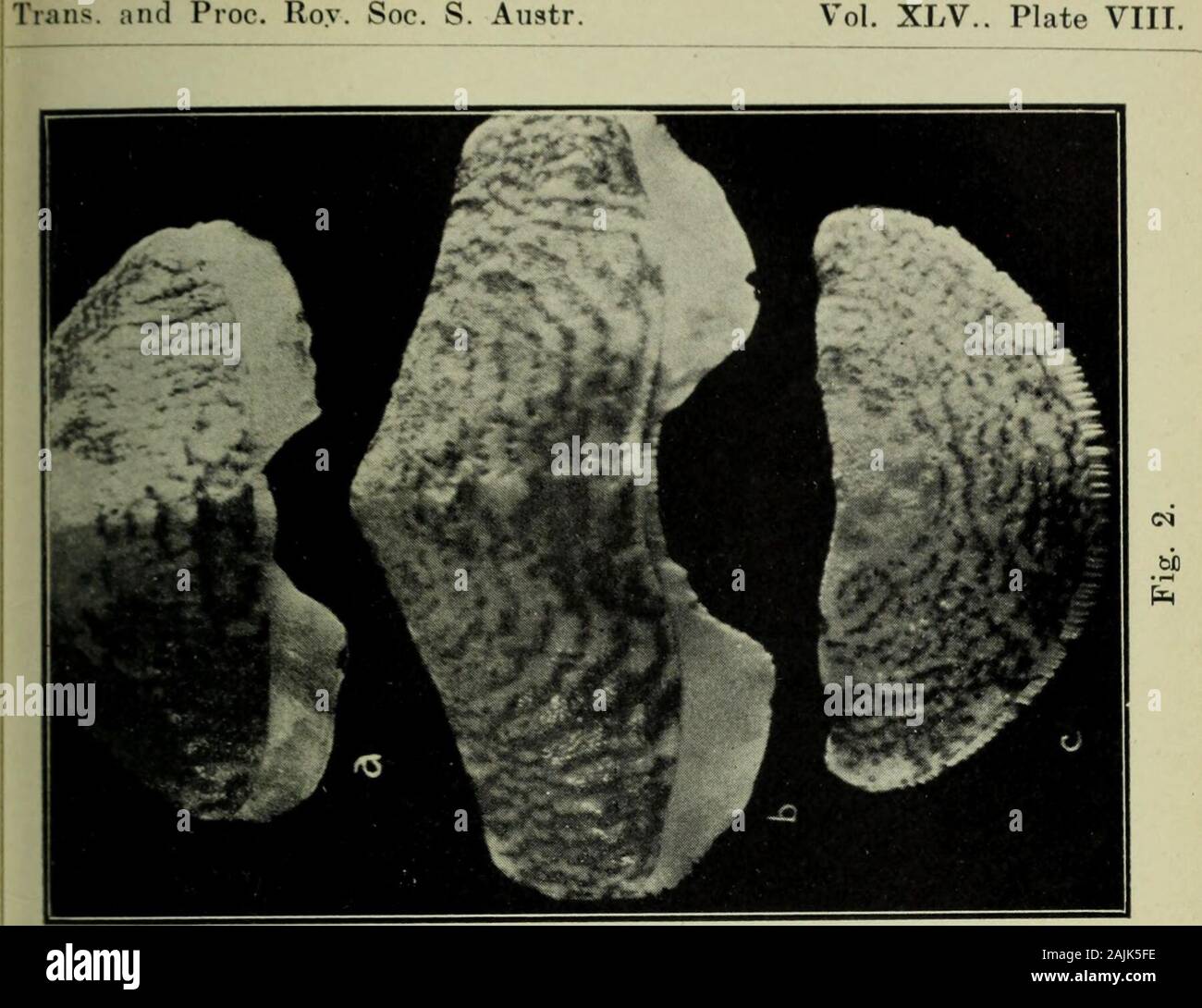 Transactions and proceedings and report of the Philosophical Society of ...