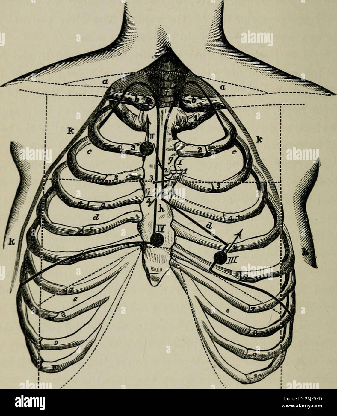Cardiac apex hi-res stock photography and images - Alamy
