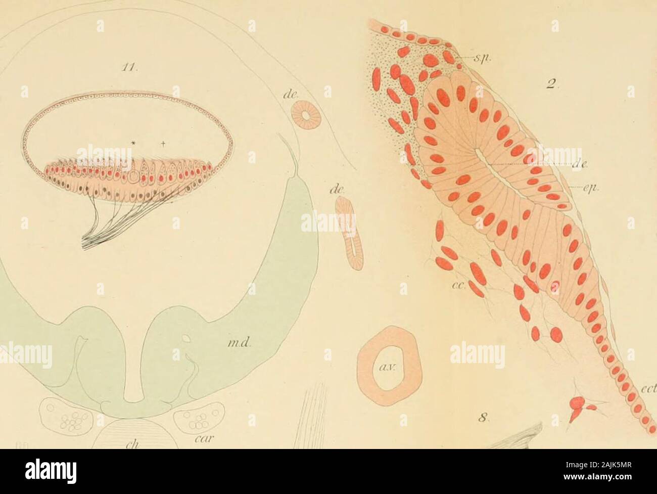 Hensen cell hi-res stock photography and images - Alamy