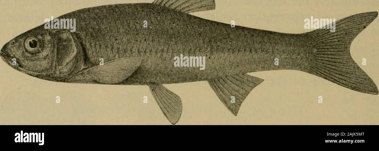 Notropis atherinoides hi-res stock photography and images - Alamy