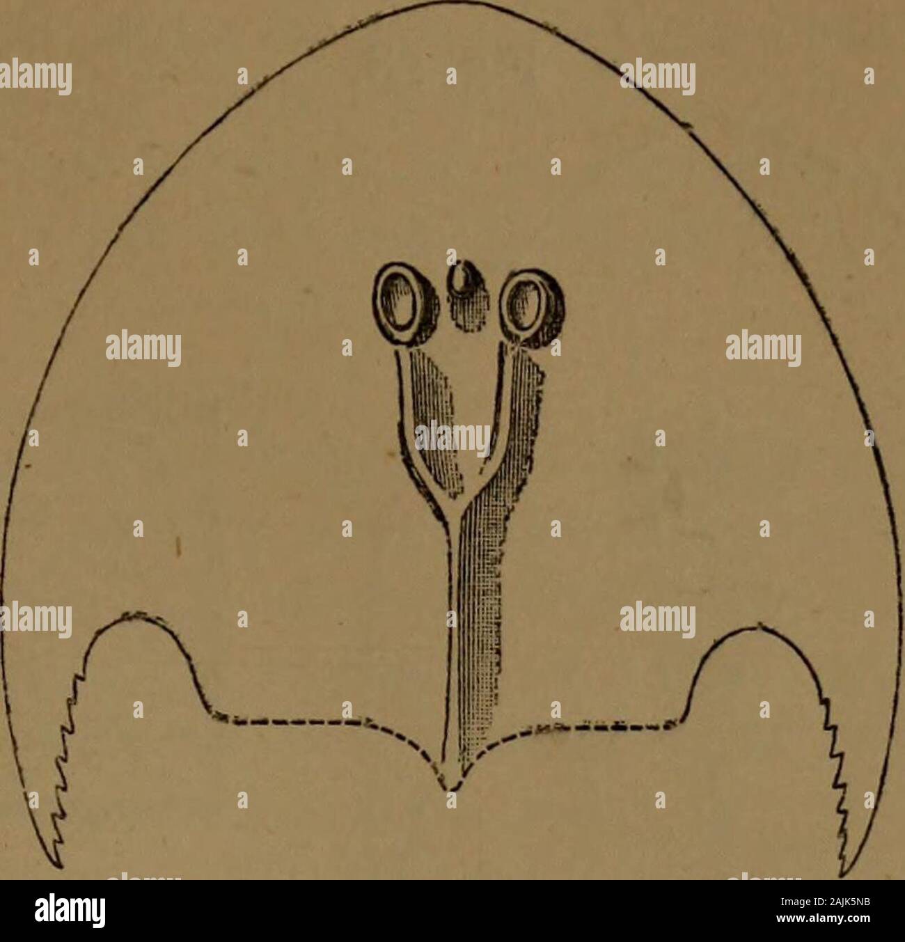 Cephalaspis High Resolution Stock Photography and Images - Alamy