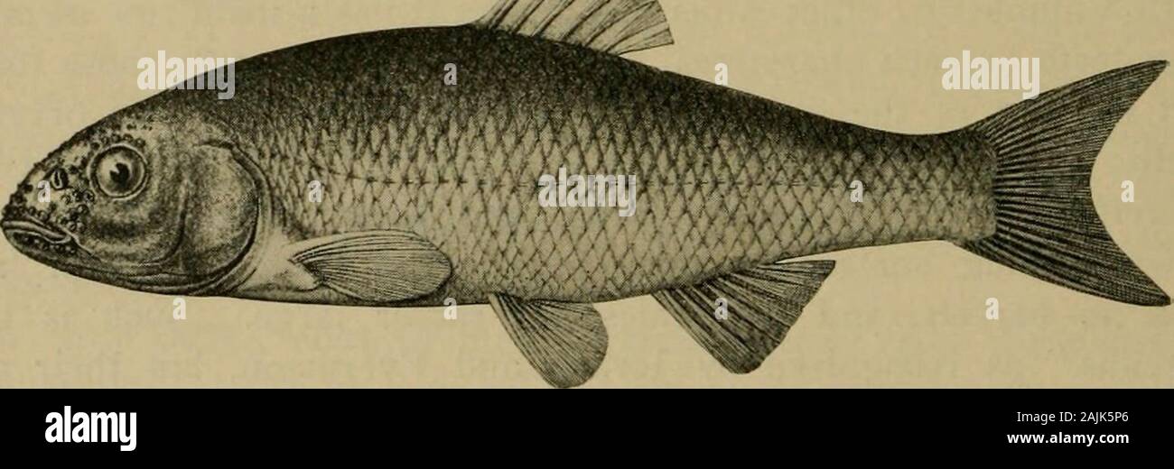 Pharyngeal teeth hi-res stock photography and images - Alamy