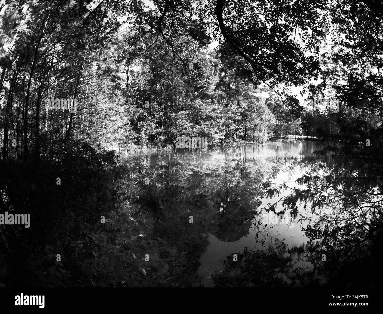 Conroe, TX USA - 11/15/2019 - Fall Colorful Trees by Lake 3 in B&W ...